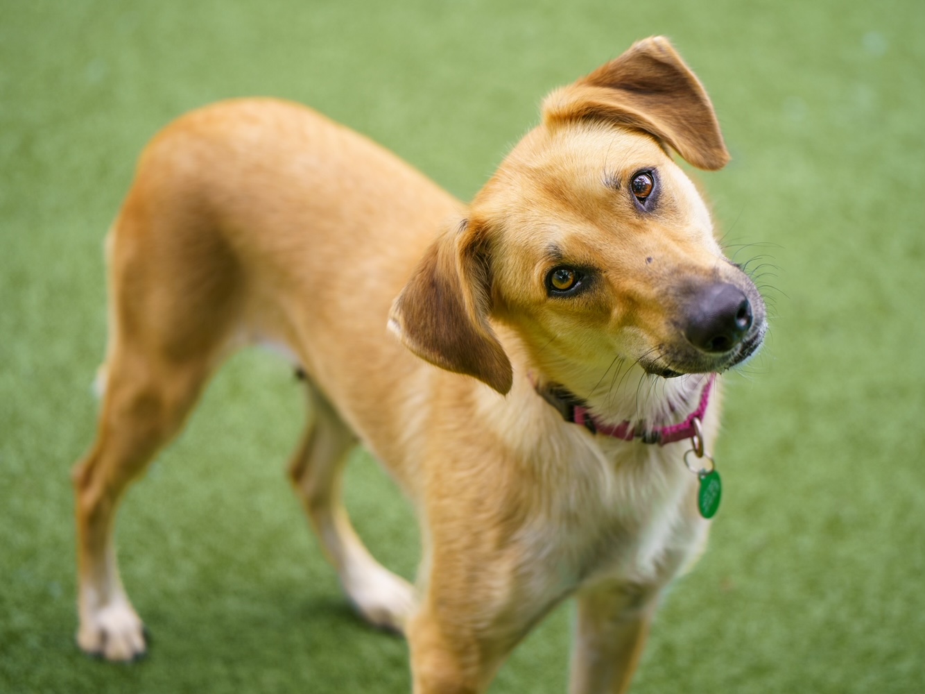 Clear the Shelter Day coming Sept. 7 for Lawrence Humane Society; some ...